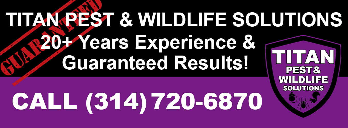 Pest Control, Exterminator & Wildlife Removal – Missouri & Kansas City ...