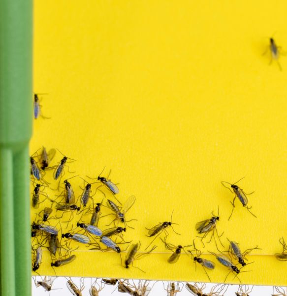 How to Identify and Eliminate a Gnat Infestation - Pest Control | St ...