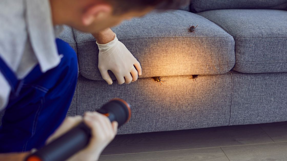American Cockroach vs. German Cockroach: The Key Differences
