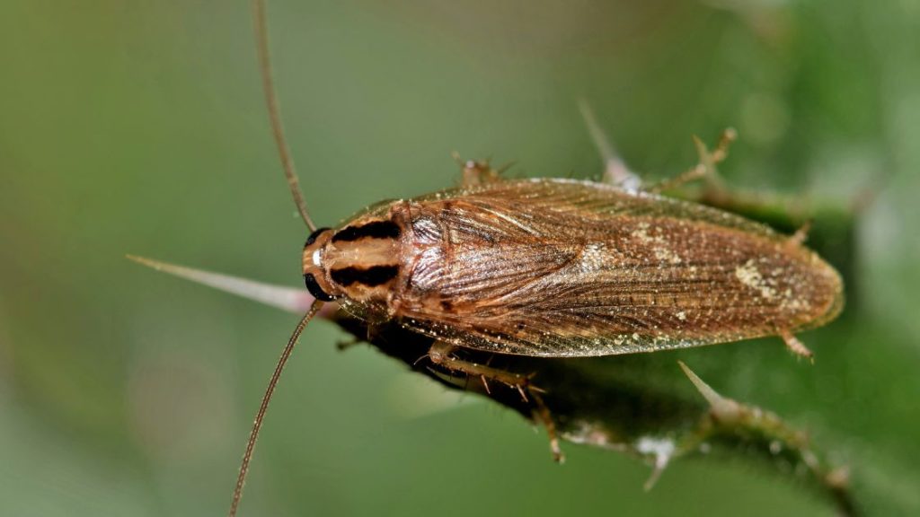 American Cockroach vs. German Cockroach: The Key Differences