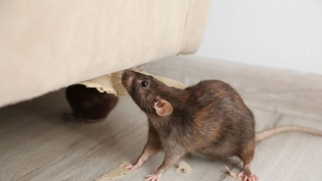 Top 15 Essential Oil Scents to Get Rid of Mice | Titan Pest Control