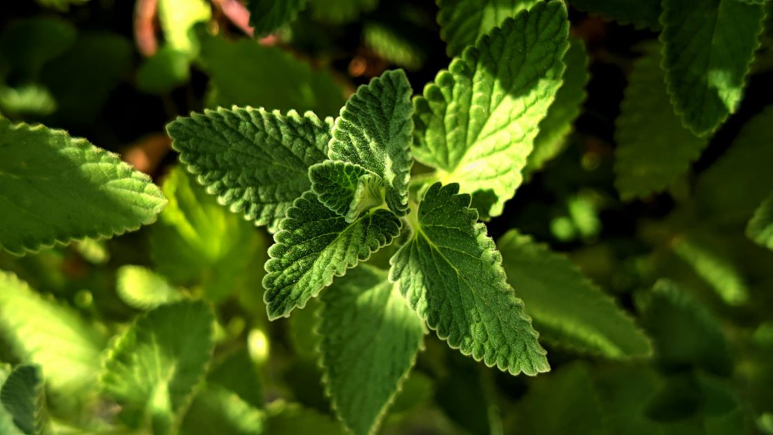 Top 15 Essential Oil Scents to Get Rid of Mice | Titan Pest Control