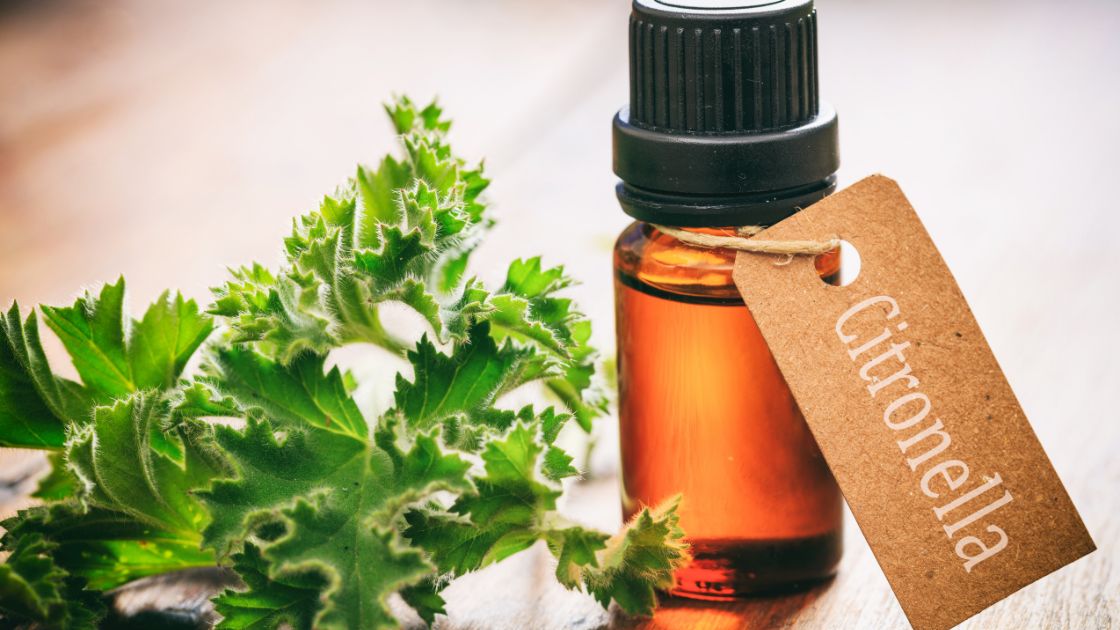 Top 15 Essential Oil Scents to Get Rid of Mice | Titan Pest Control