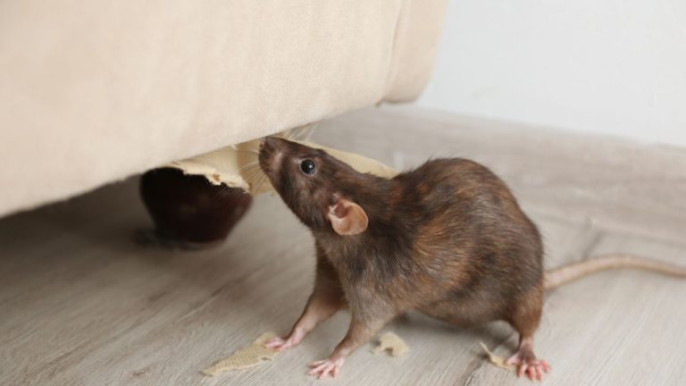 15 Easy Ways on How to Avoid Rodent Infestation in Apartments