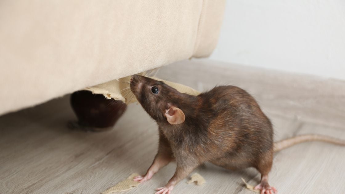 Best Mouse Trap Bait: 15 Effective Options to Catch Mice